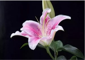 Lima Jenis Bunga Lily - SekolahNews.com